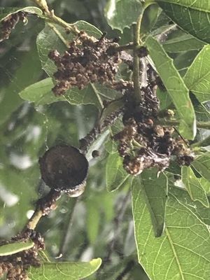 How to Grow and Care for Sandpaper oak