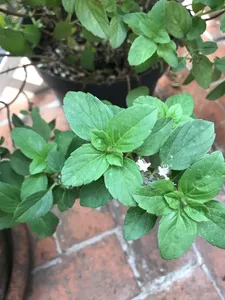 Where To Place Yerba buena In Feng Shui? (Characteristics, Direction ...