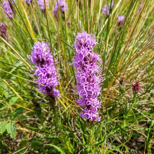 Estrella Ardiente Punteada (Liatris punctata) - PictureThis