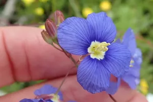 How to Prune Blue sunspurge