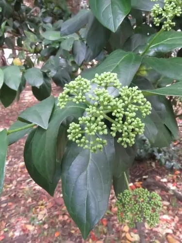 Viburnum triphyllum Flower, Leaf, Care, Uses - PictureThis