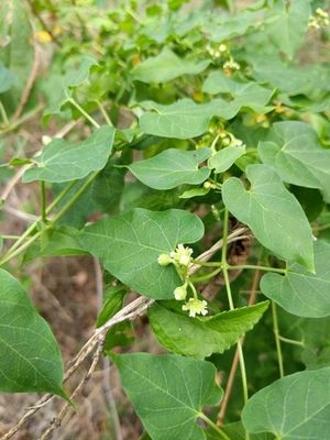 How to Grow and Care for Talayote