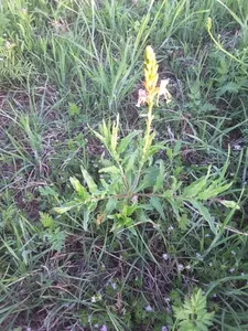 How to Prune Wavy-leaved gaura