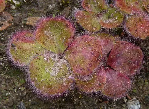 Red ink sundew (Drosera erythrorhiza) Flower, Leaf, Care, Uses ...