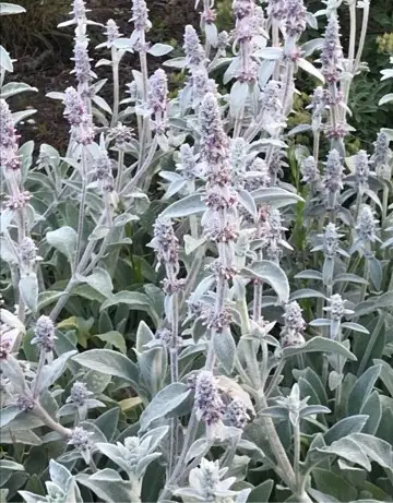 Stachys Cretica (Stachys cretica) - PictureThis