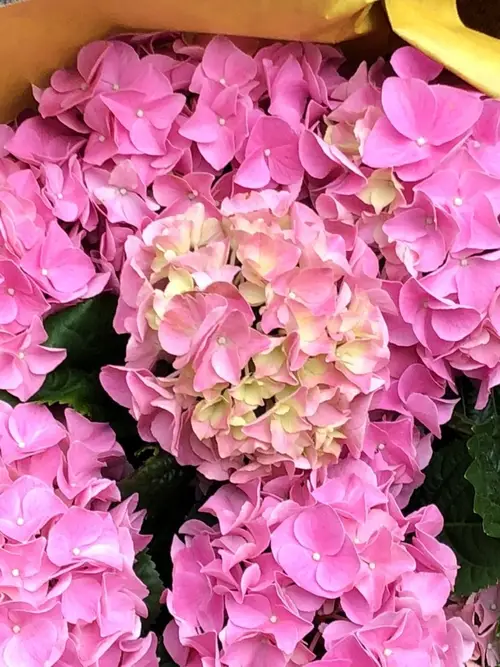 Hydrangea macrophylla 'Early Rosa' - PictureThis