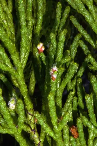 Silver pine (Manoao colensoi) Flower, Leaf, Care, Uses - PictureThis