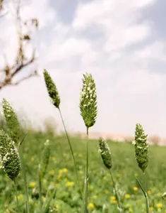 Cómo propagar una Maygrass de Carolina