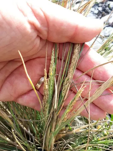 Puccinellia walkeri - PictureThis