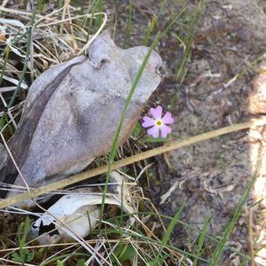 How to Grow and Care for Mistassini primrose