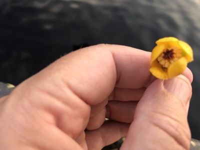 Nuphar microphylla - PictureThis