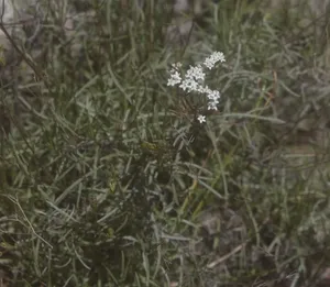 How to Propagate Willowleaf candyleaf