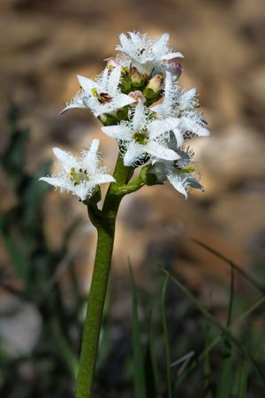 Buck-bean (Menyanthes trifoliata) - PictureThis