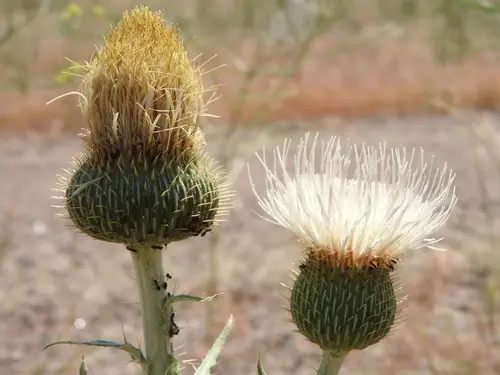 Prairie thistle (Cirsium canescens) Flower, Leaf, Care, Uses - PictureThis