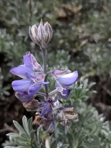 How to Propagate Chamisso bush lupine