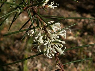 How to Grow and Care for Dagger hakea
