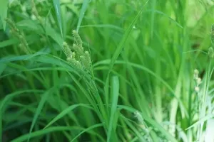 How to Prune Short's sedge
