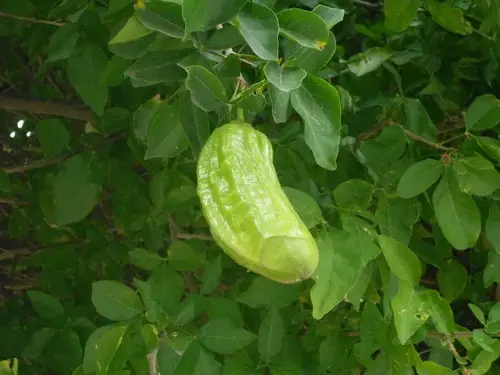 Pepino de árbol (Parmentiera aculeata) - PictureThis