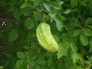 How to Propagate Cuachilote