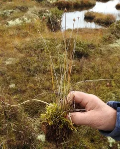 How to Prune Capitate sedge