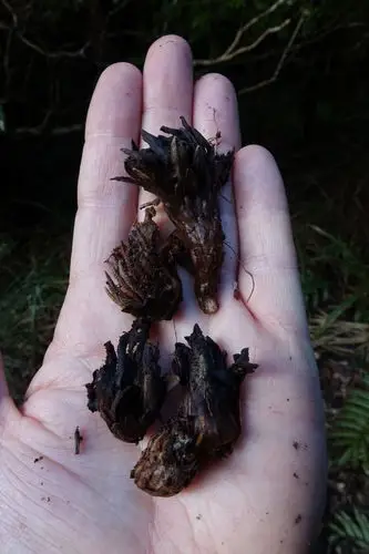 Wood rose (Dactylanthus taylorii) Flower, Leaf, Care, Uses - PictureThis