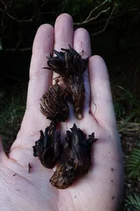 ¿Cómo se poda mi Dactylanthus taylorii?