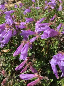 How to Prune Rocky ledge penstemon