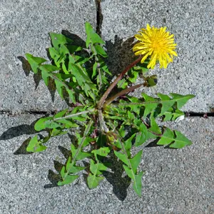 🍀 How to Grow and Care for Common dandelion
