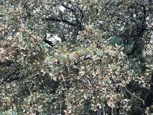 Encino gris (Quercus grisea) - PictureThis