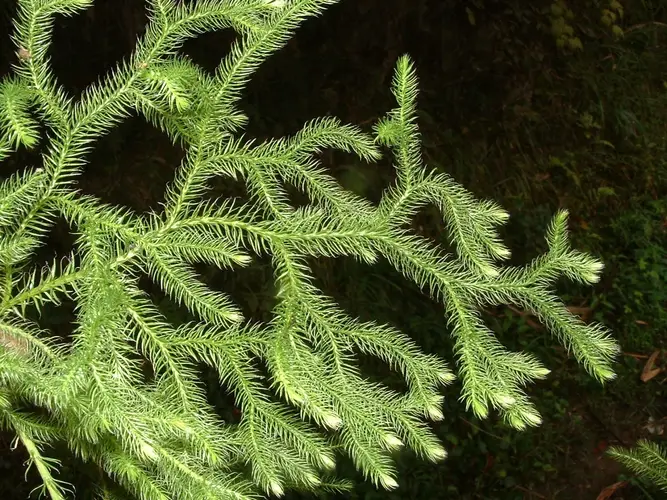 Buck grass (Lycopodium japonicum) Flower, Leaf, Care, Uses - PictureThis