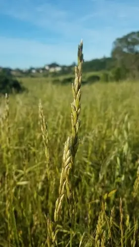 California melicgrass (Melica californica) Flower, Leaf, Care, Uses ...