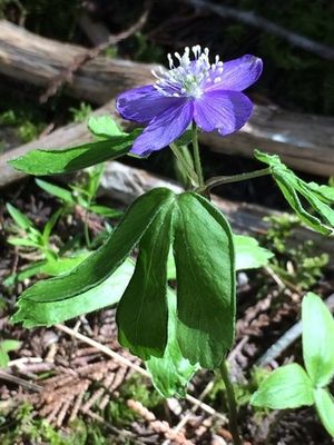 How to Grow and Care for Blue windflower