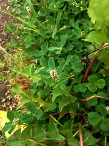 How to Transplant Knotted clover? (Ideal time, Methods, and Post Care)