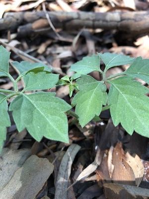 Slender grape (Causonis clematidea) - PictureThis