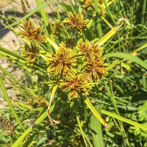 Tall flatsedge (Cyperus eragrostis) Flower, Leaf, Care, Uses - PictureThis