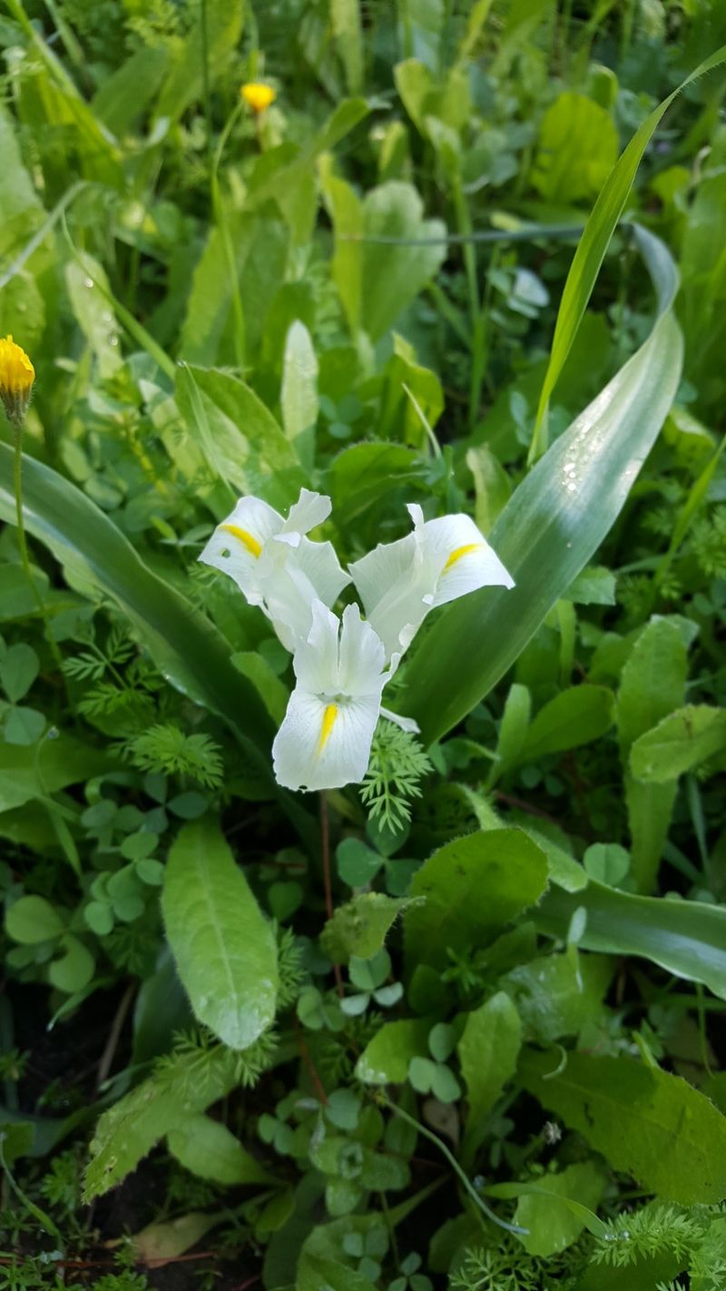 Why Won't My Juno beardless iris Bloom? Understanding and Addressing ...