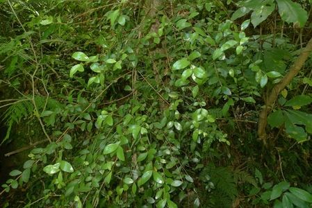 How to Grow and Care for Climbing rata