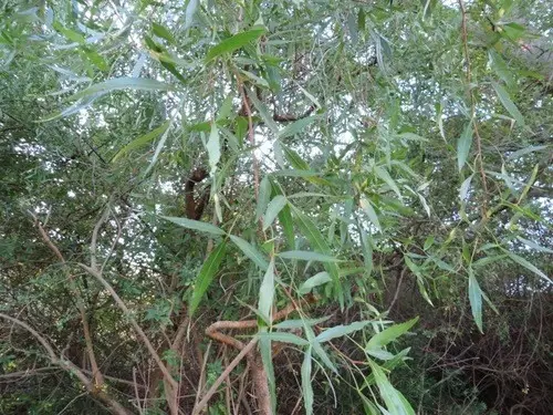 Searsia pendulina - PictureThis