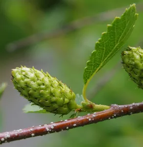 How to Propagate Resin birch