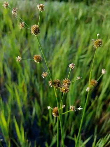 Needlepod rush (Juncus scirpoides) Flower, Leaf, Care, Uses - PictureThis