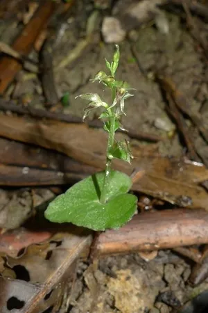 🍀 How to Grow and Care for Pixie cap