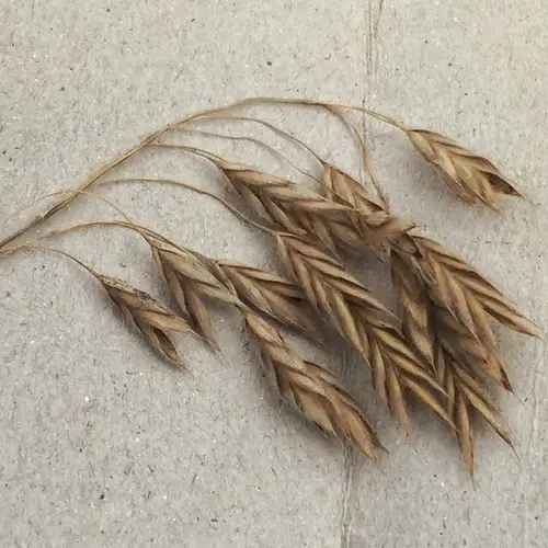 Bromo de la pradera (Bromus kalmii) - PictureThis