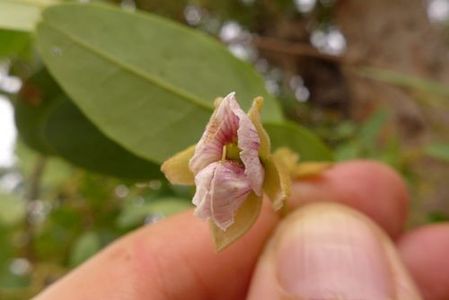 Pericopsis angolensis - PictureThis