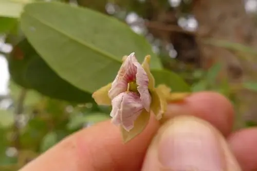 Pericopsis angolensis - PictureThis