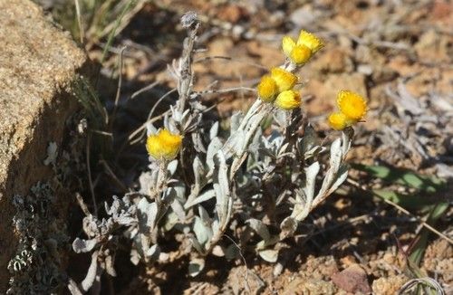 Discover the Symbolism and Significance of Yellow Buttons Flowers