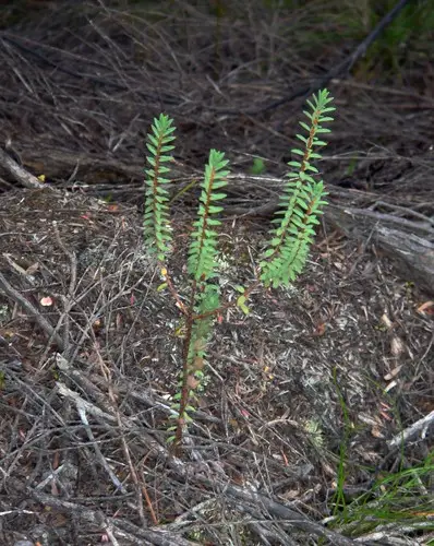 Pimelea orthia - PictureThis