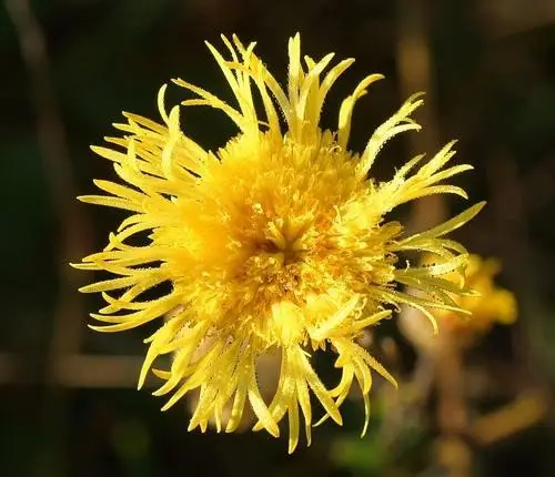 Podolepis jaceoides - PictureThis