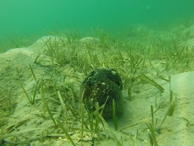 How to Grow and Care for Turtle grass