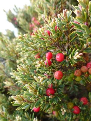 Acrothamnus montanus - PictureThis