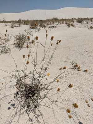 How to Grow and Care for Hopi tea greenthread